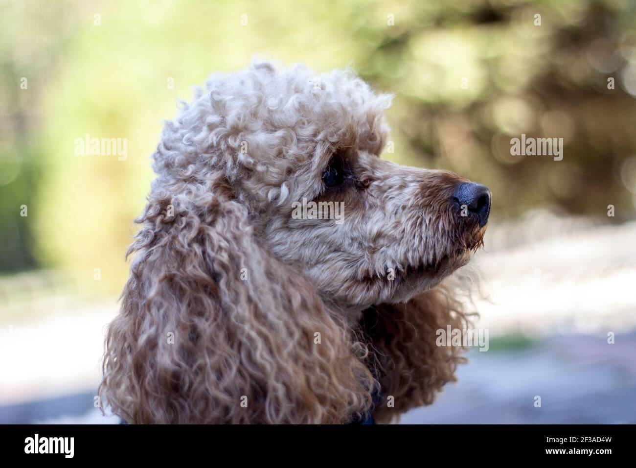 Medium apricot colored poodle wearing a blue harness and lying on a ...