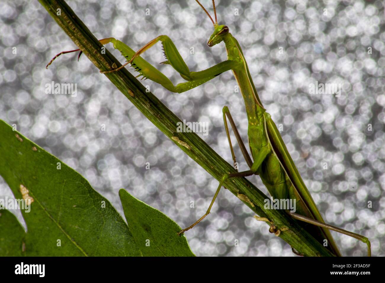 Close-up shot of a green mantis leaning on a stalk. Intensely silver ...
