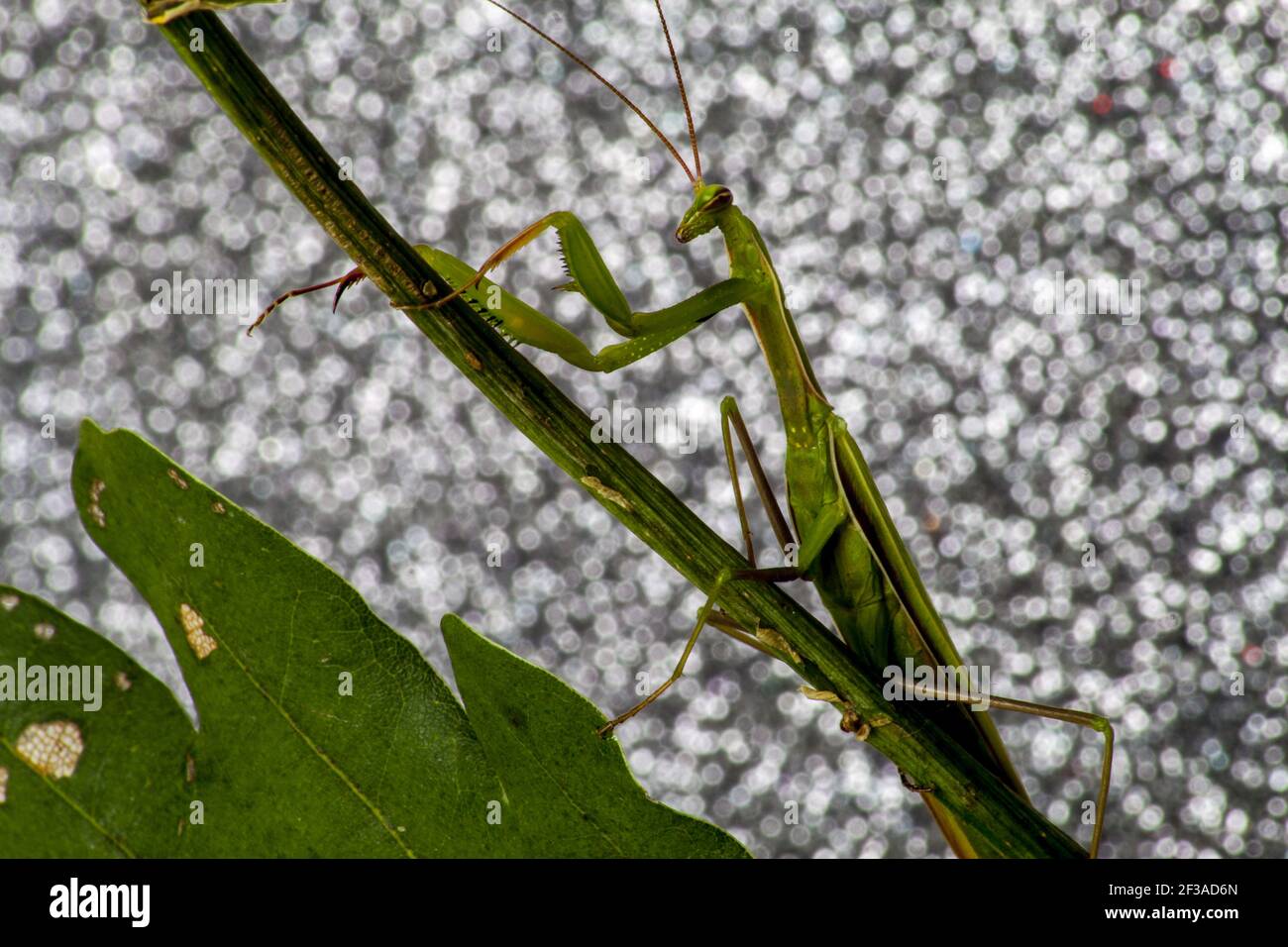 Close-up shot of a green mantis leaning on a stalk. Intensely silver ...
