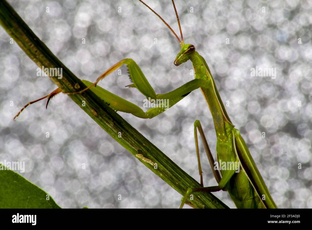 Close-up shot of a green mantis leaning on a stalk. Intensely silver ...