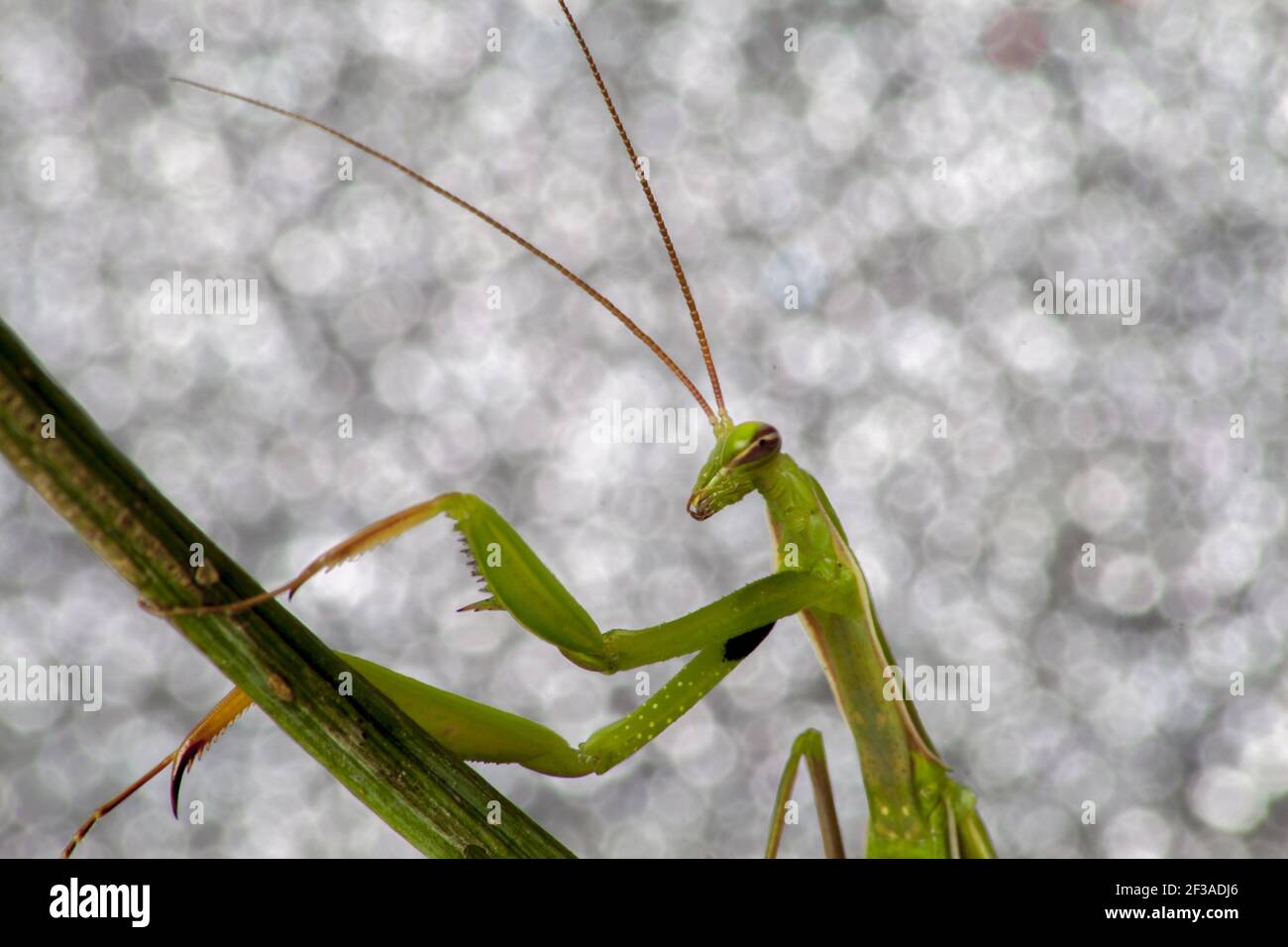 Close-up shot of a green mantis leaning on a stalk. Intensely silver ...