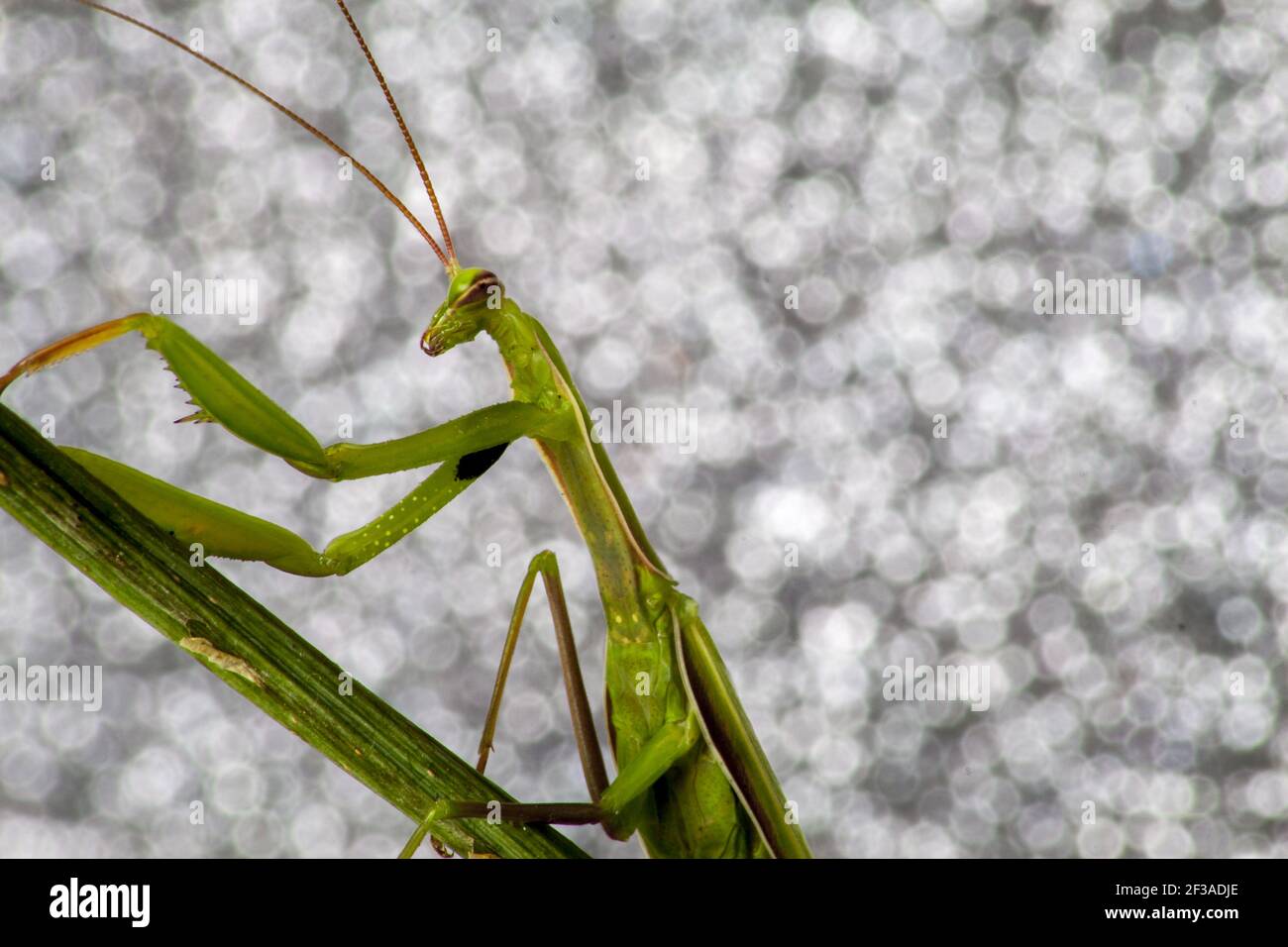 Close-up shot of a green mantis leaning on a stalk. Intensely silver ...