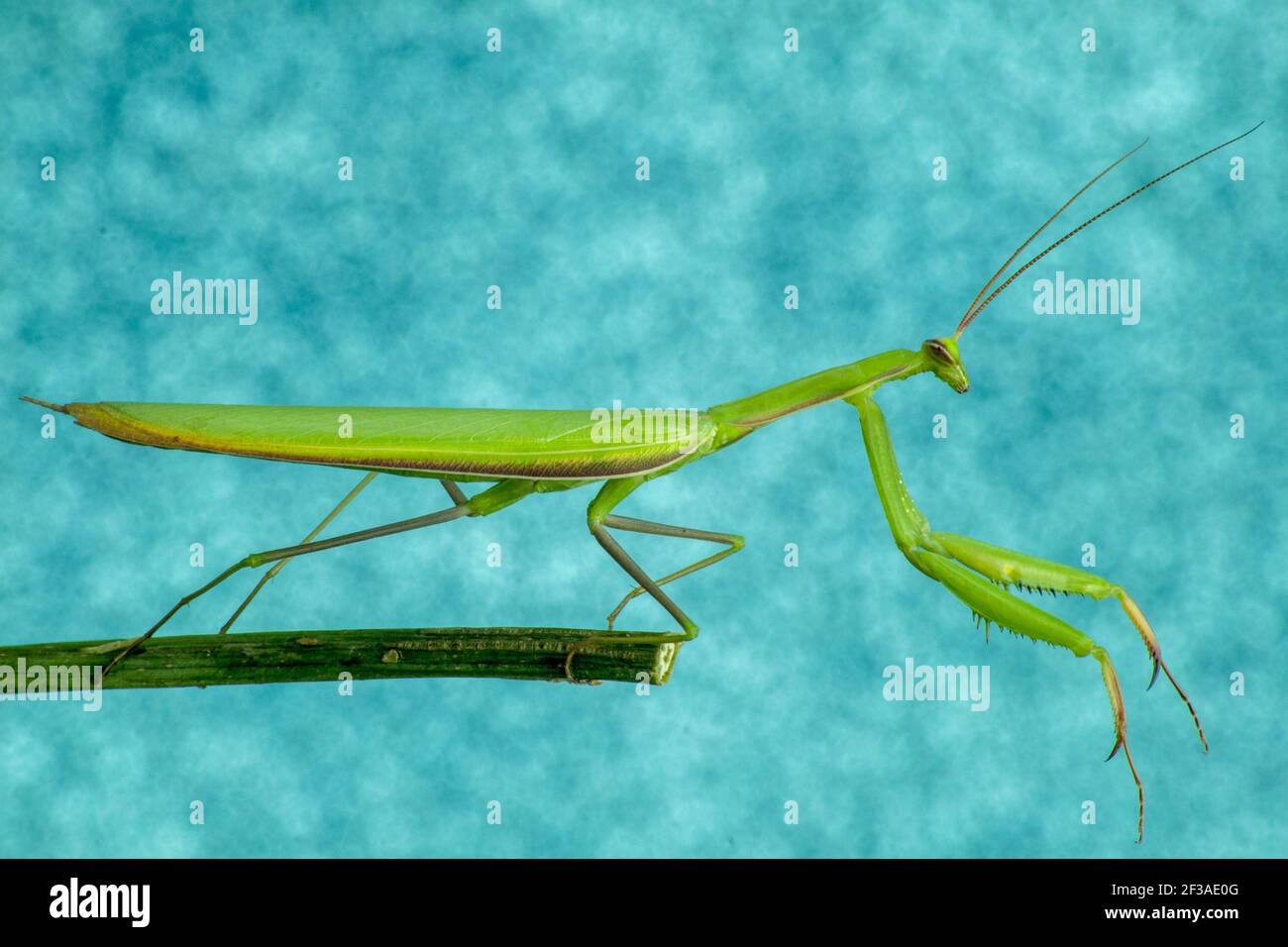 Tropical mantis hi-res stock photography and images - Alamy
