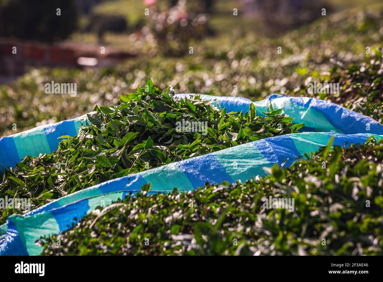 Rize tea plantations Stock Photo - Alamy