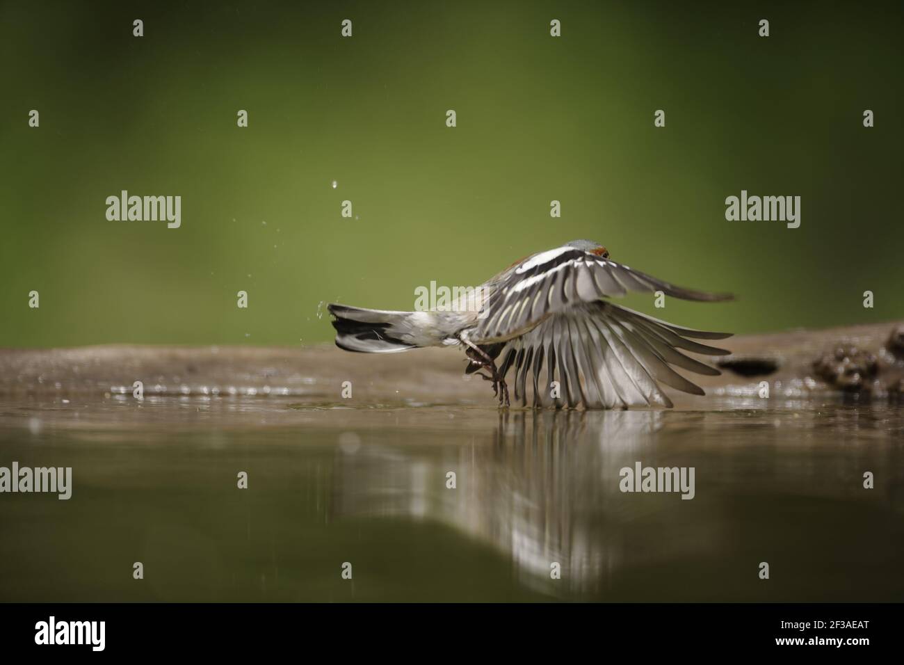 Chaffinch flying hi-res stock photography and images - Alamy