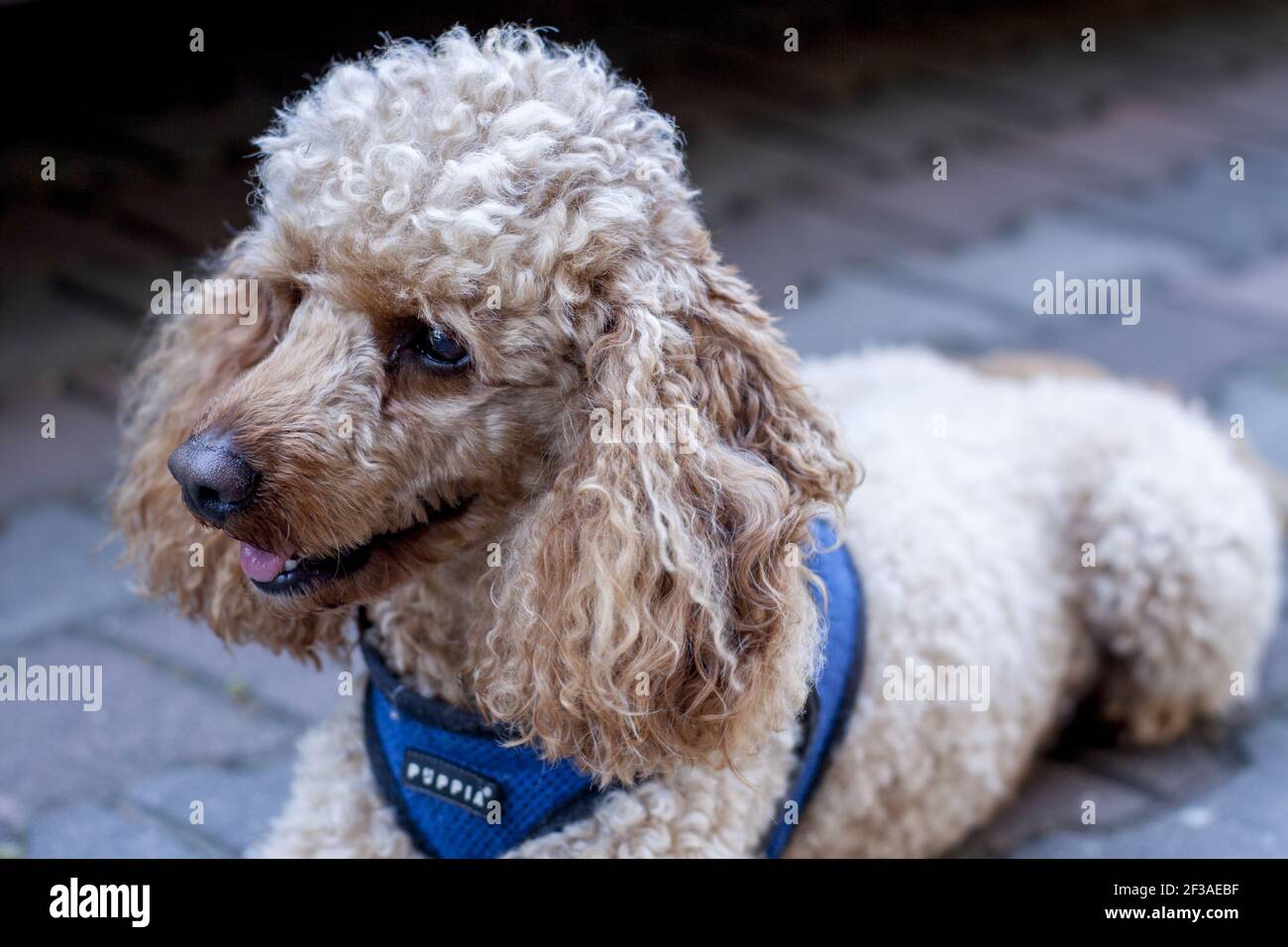 Medium apricot colored poodle wearing a blue harness and lying on a ...