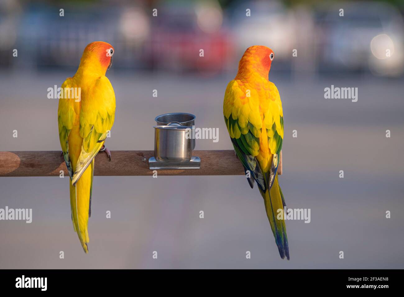 Sun conure parrot birds on wood beautiful color feather pet animal ...