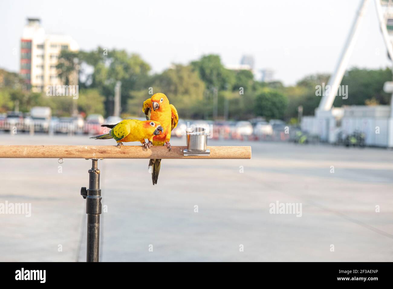 Wooden birds on wheel hi-res stock photography and images - Alamy