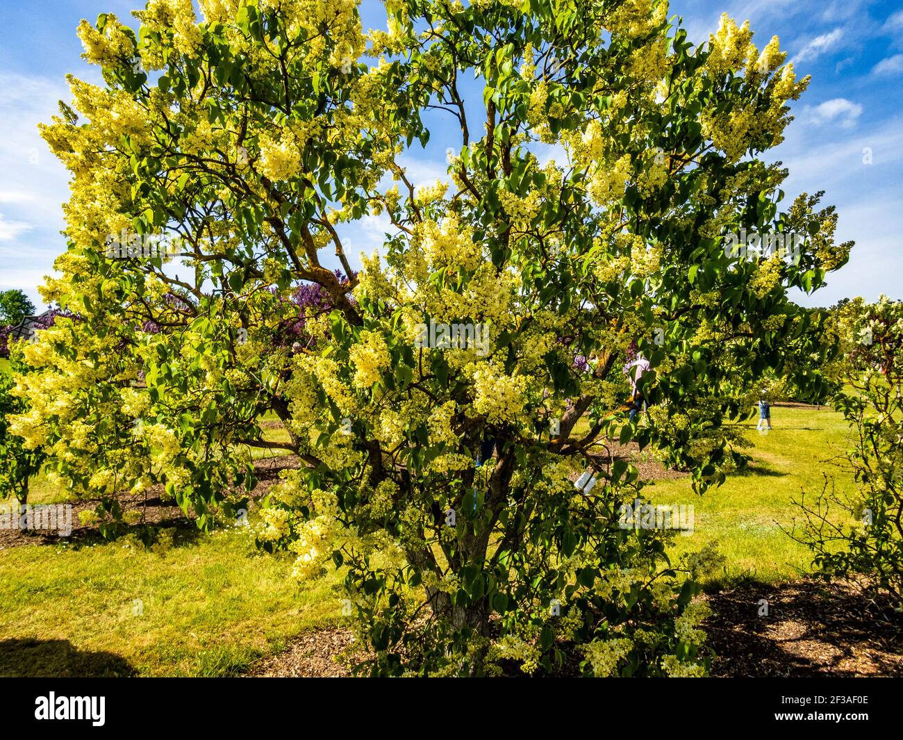 Blossom tree over nature background/ Spring flowers/Spring Background ...