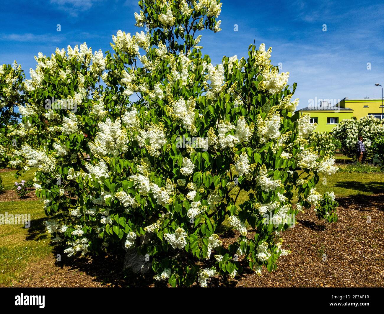 Blossom tree over nature background/ Spring flowers/Spring Background ...