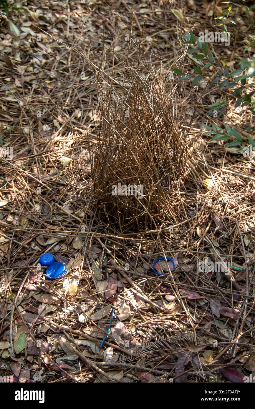 Bower built by male Australian satin bowerbird ,Ptilonorhynchus ...