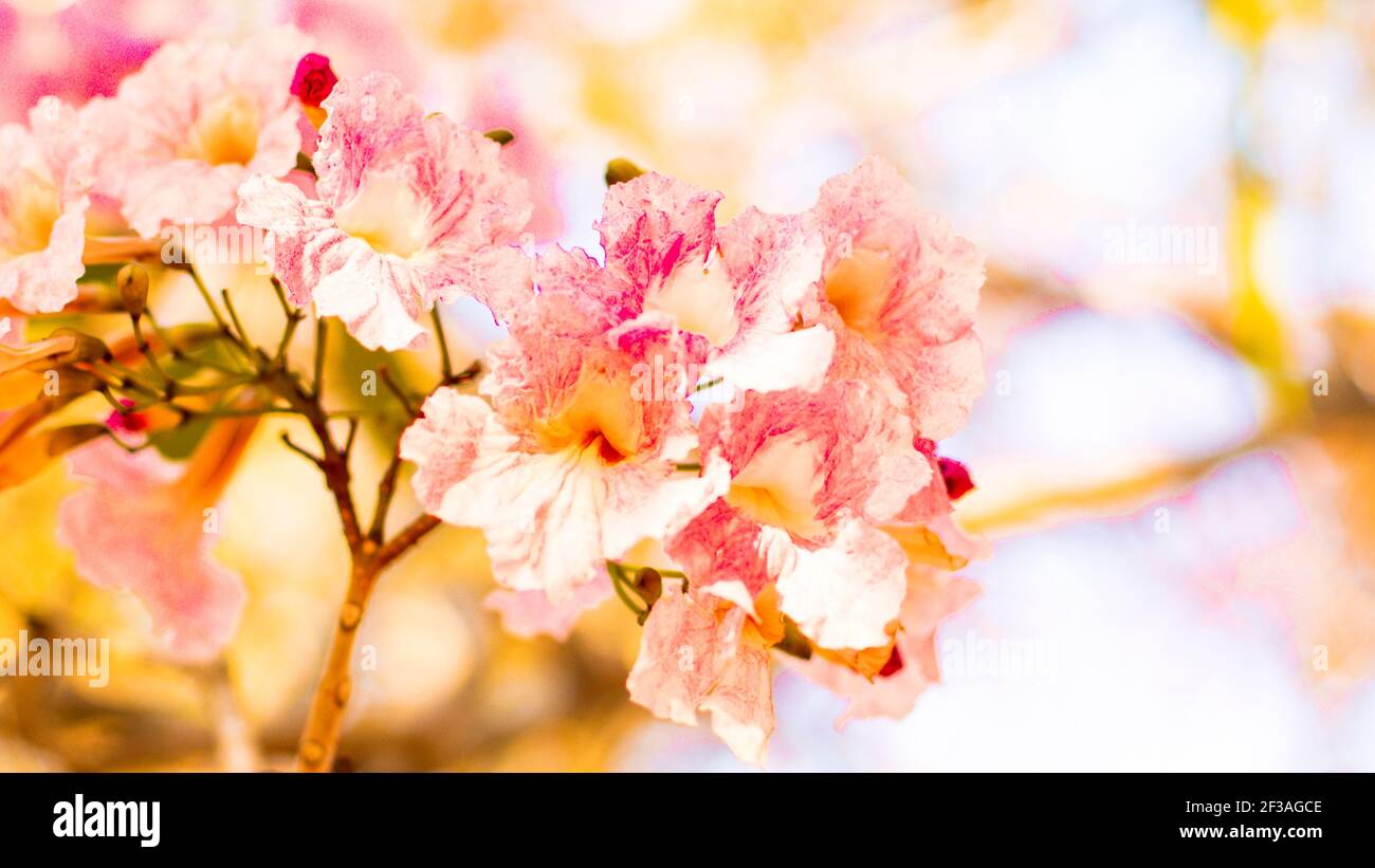 Pink trumpet tree tabebuia heterophylla hi-res stock photography and ...