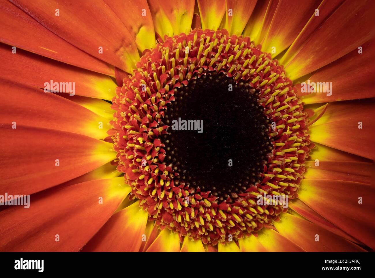 Amazing wildflowers hi-res stock photography and images - Alamy