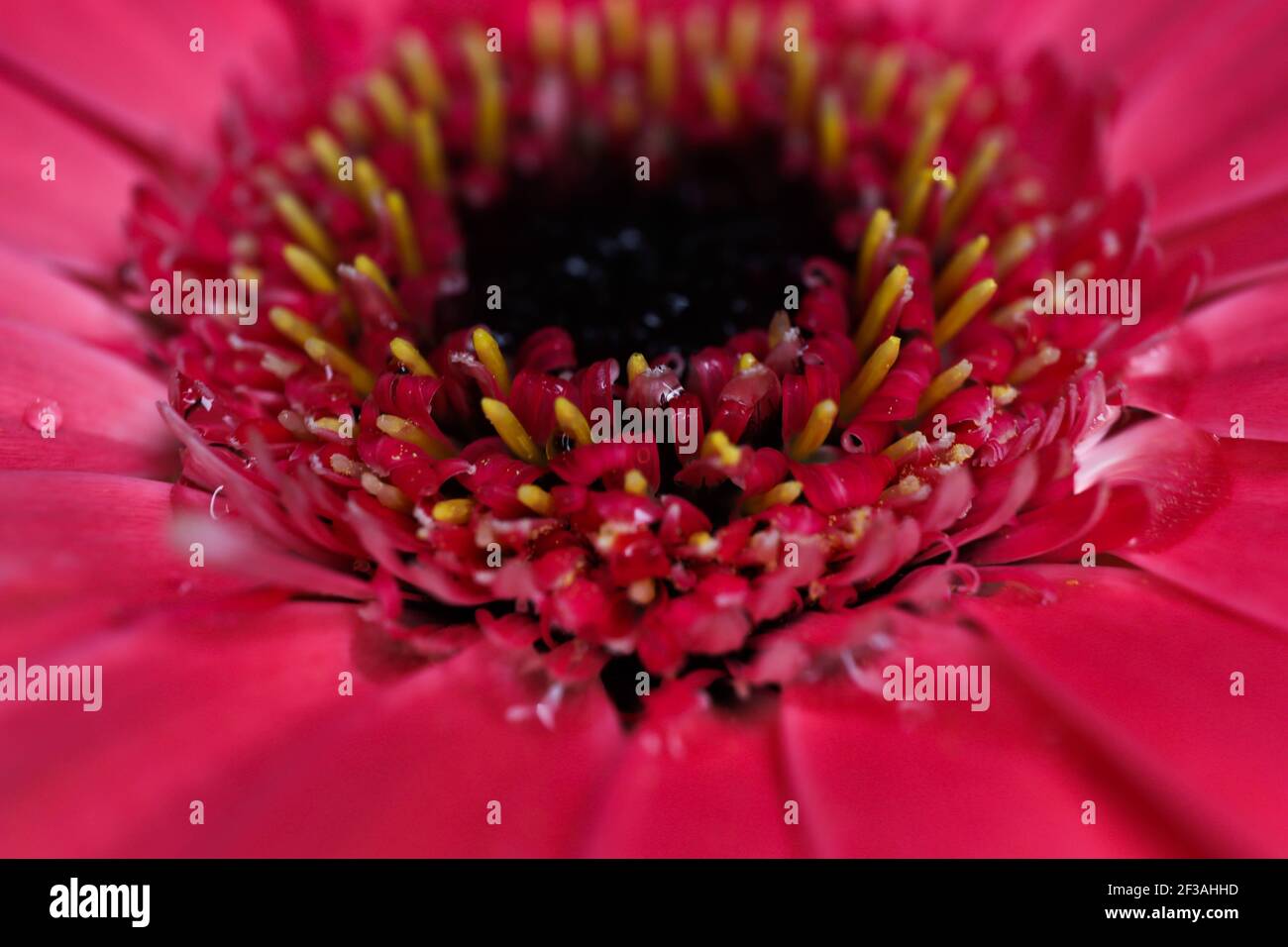 Amazing pink gerbera. Macro view Stock Photo - Alamy