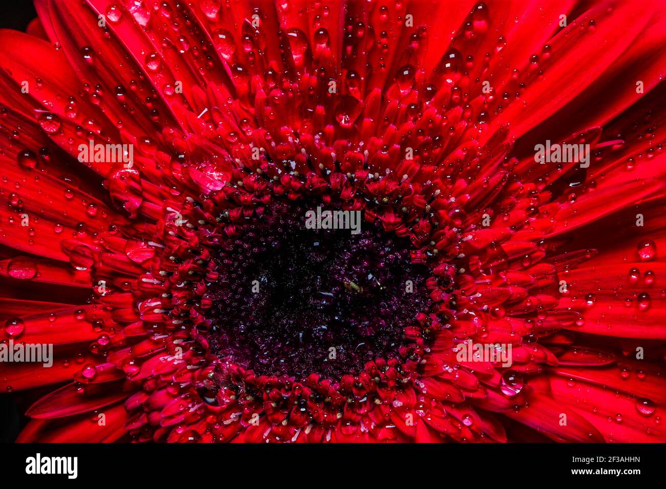 Gerbera sweet love hi-res stock photography and images - Alamy