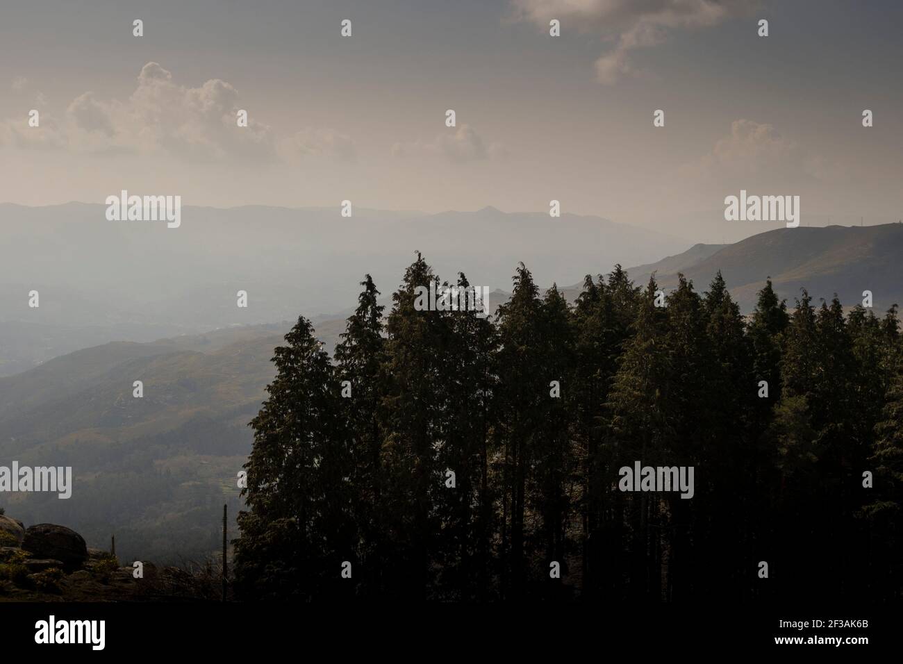 Dusky yellow flower hi-res stock photography and images - Alamy