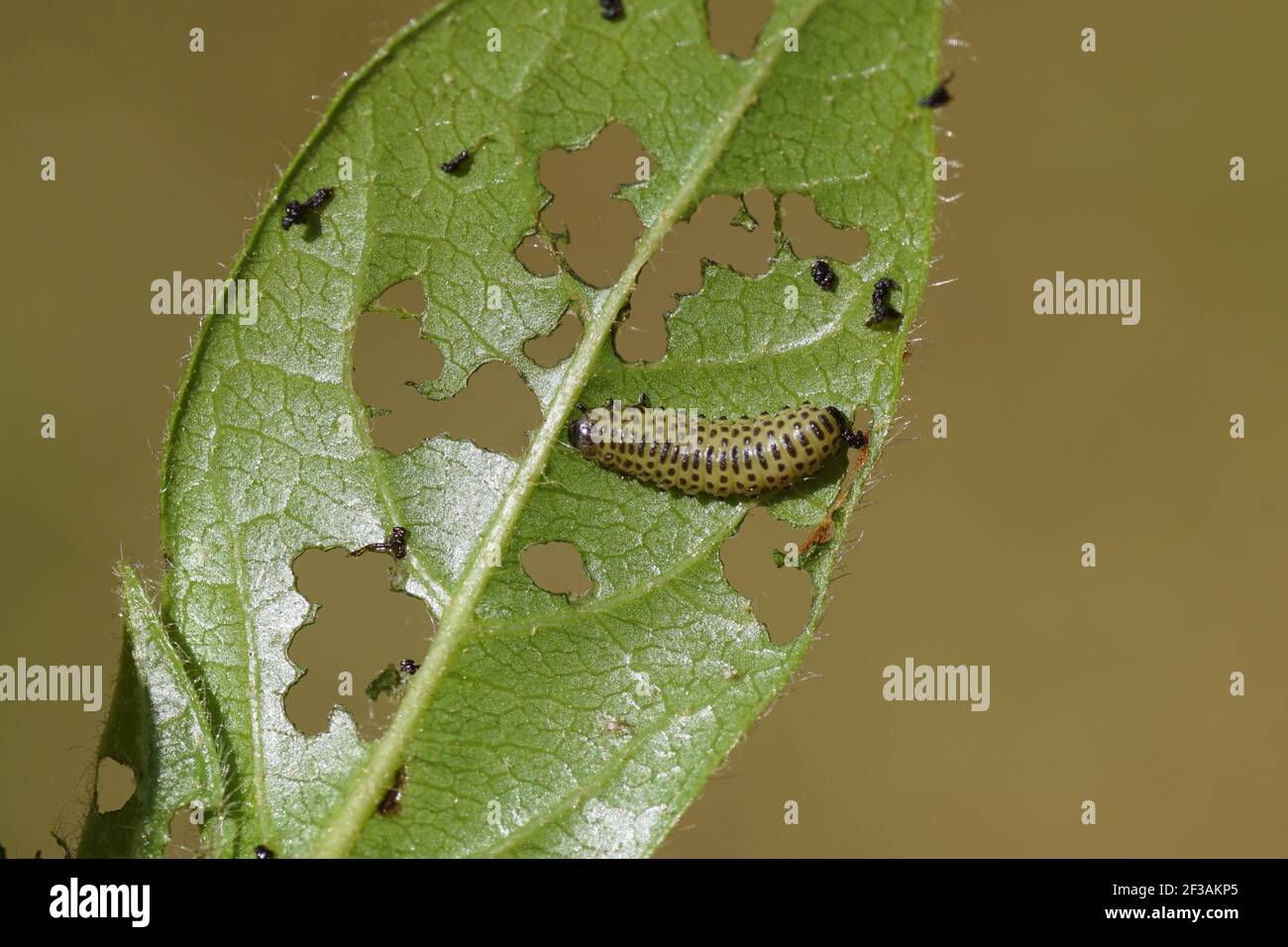 Larva of a viburnum leaf beetle (Pyrrhalta viburni) feeds on the leaves ...