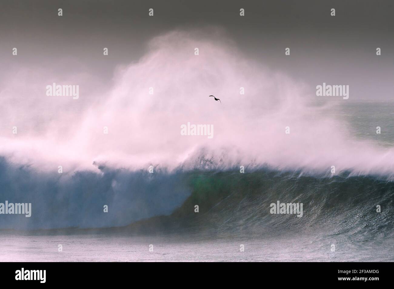 A seagull flying through spray blown off a large wave by strong ...