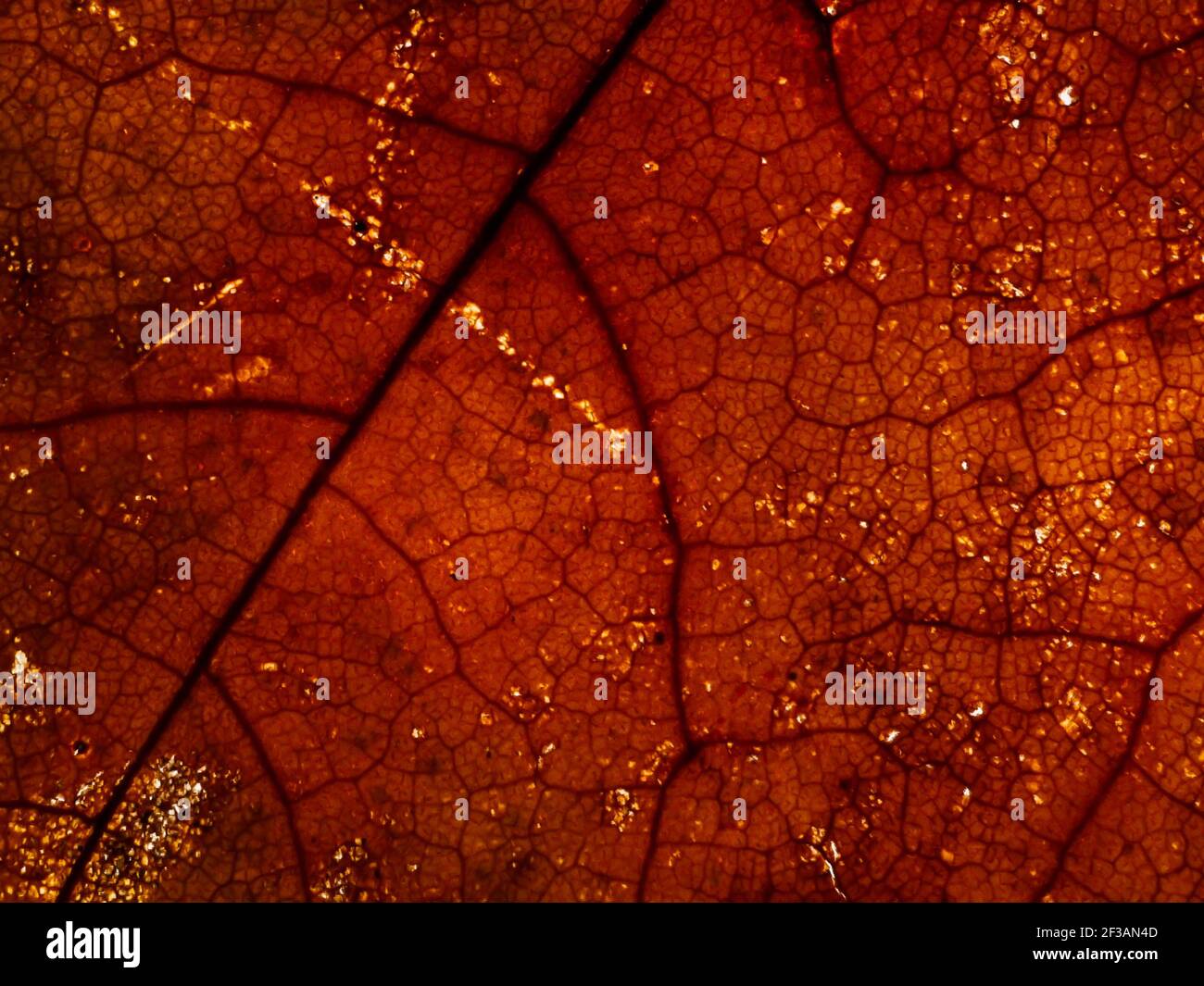 Dried brown teak leaves appear close to the leaf bone and veins Stock ...