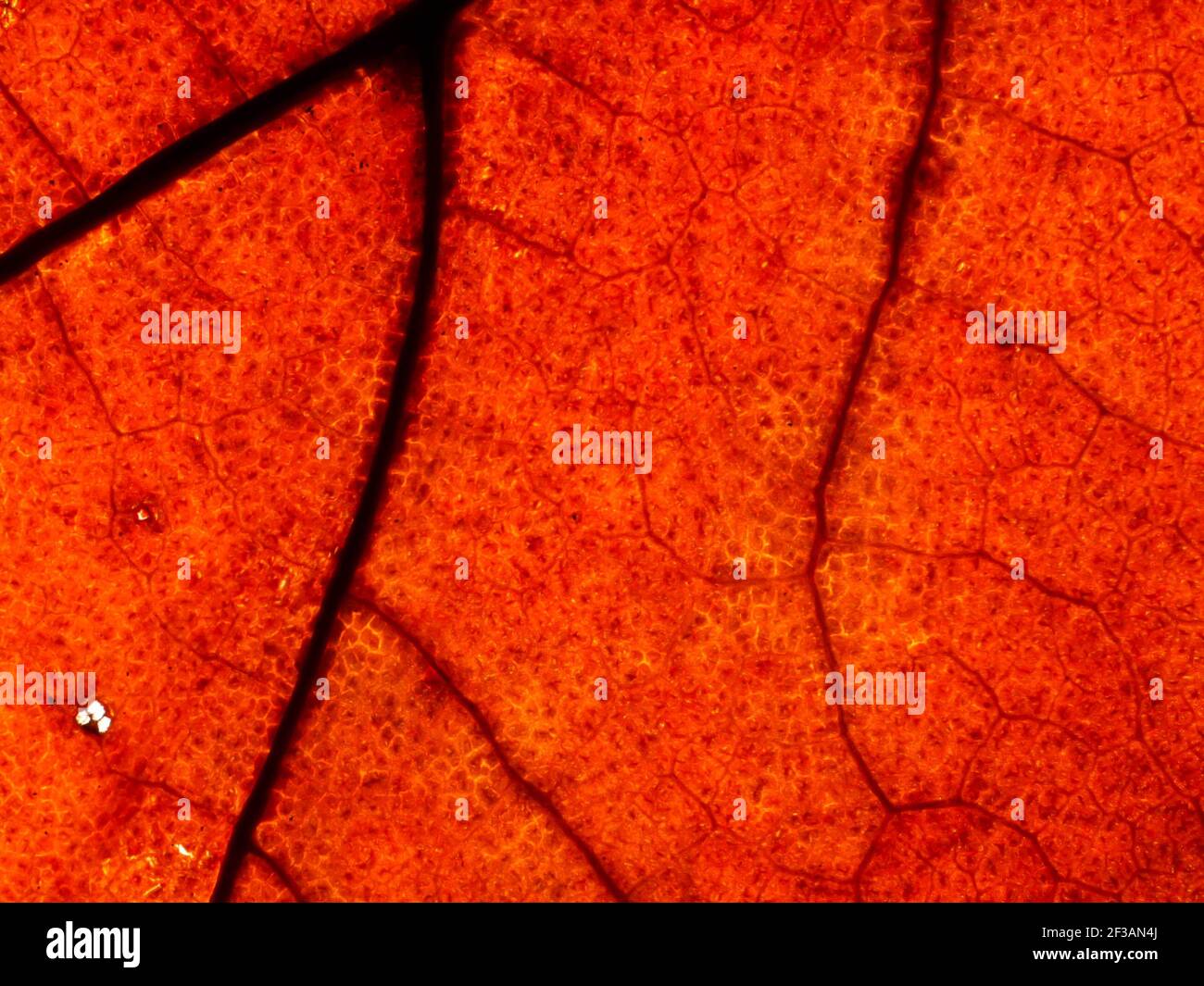 Dried brown teak leaves appear close to the leaf bone and veins Stock ...