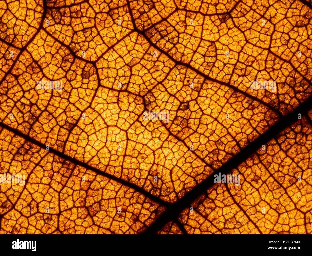 Dried brown teak leaves appear close to the leaf bone and veins Stock ...