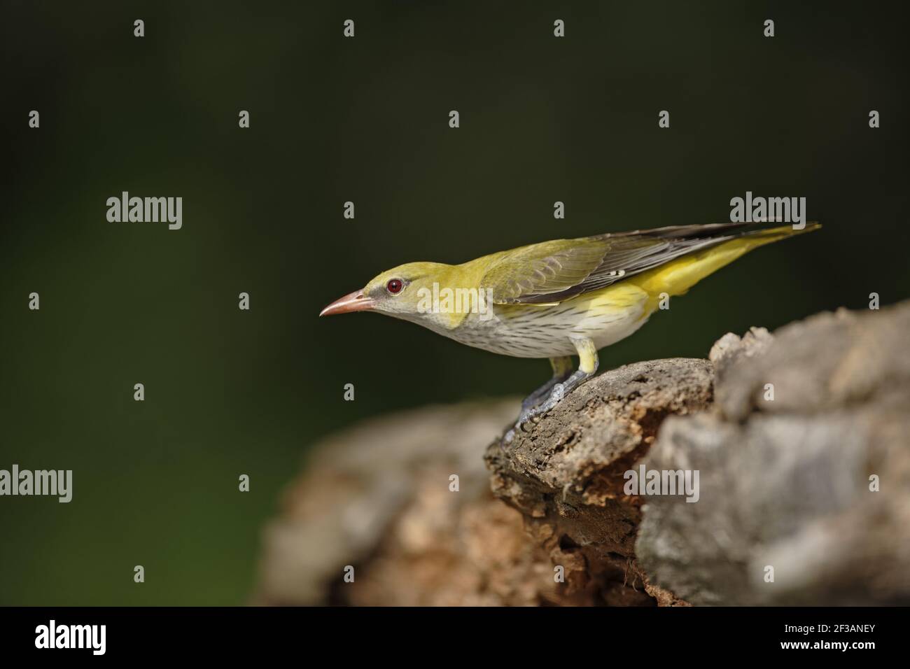 Female oriole hi-res stock photography and images - Alamy
