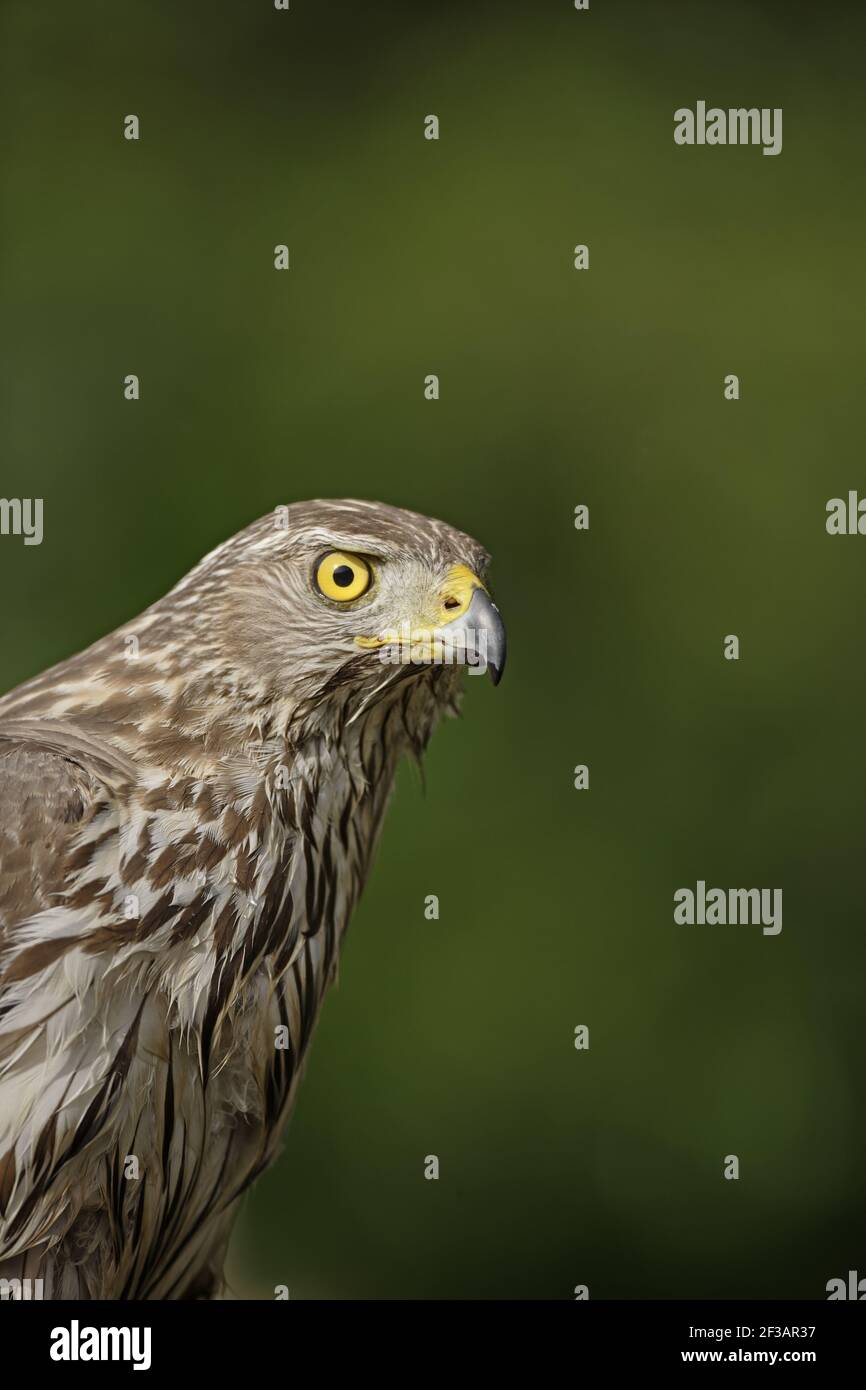 Goshawk female hi-res stock photography and images - Alamy
