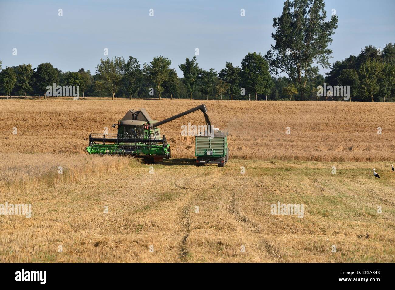 Harvest in the field, harvester during harvest Stock Photo - Alamy