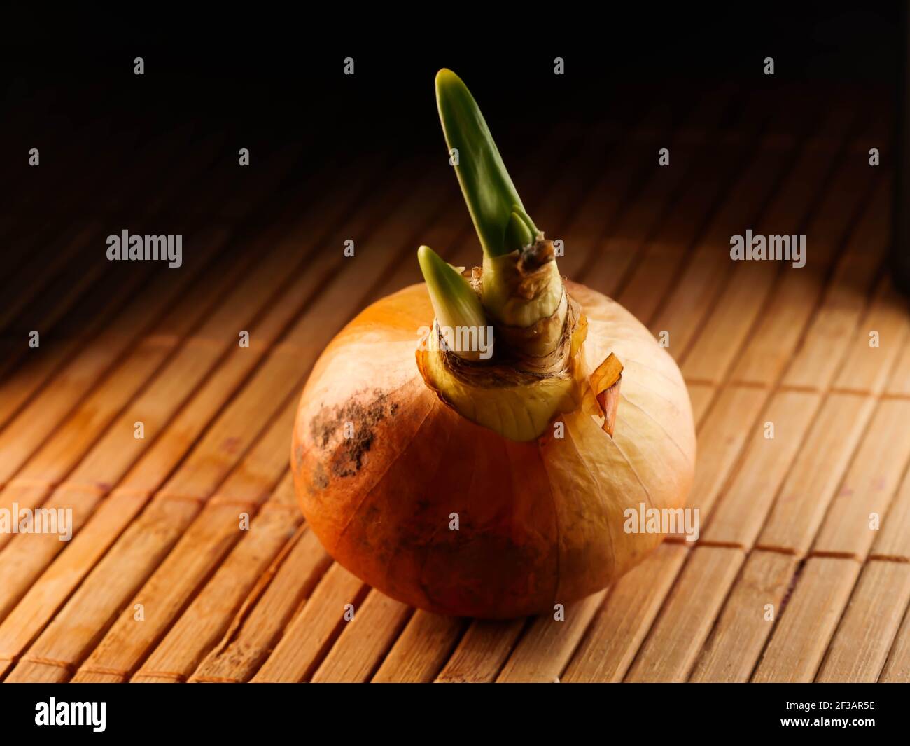 Onion bulbs green sprouts hi-res stock photography and images - Alamy