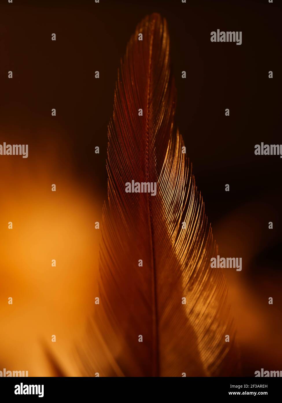 Mix of feathers. Bird and chickens feather texture for background ...