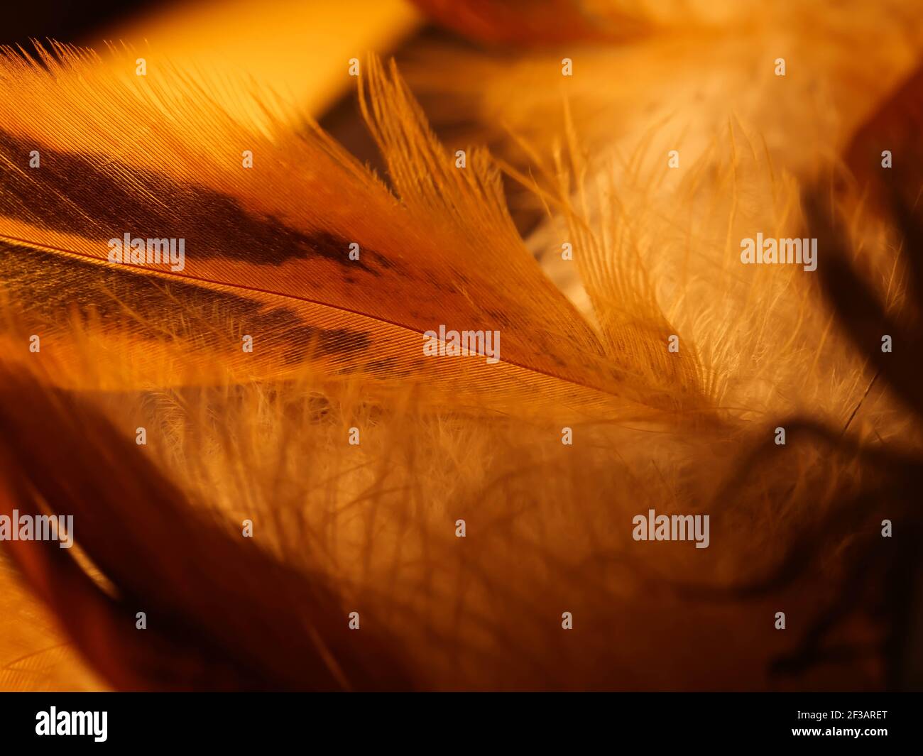 Mix of feathers. Bird and chickens feather texture for background ...