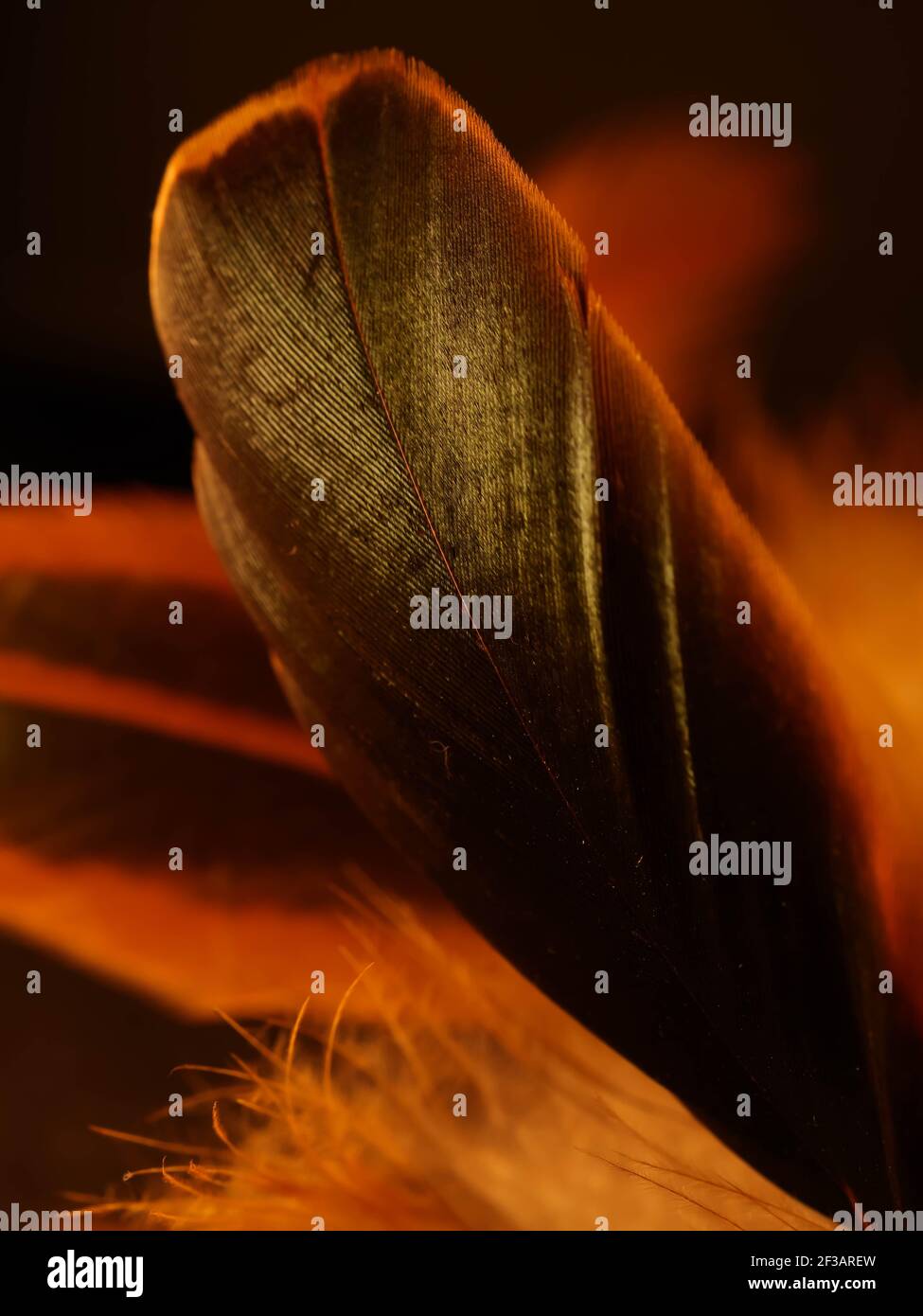 Mix of feathers. Bird and chickens feather texture for background ...