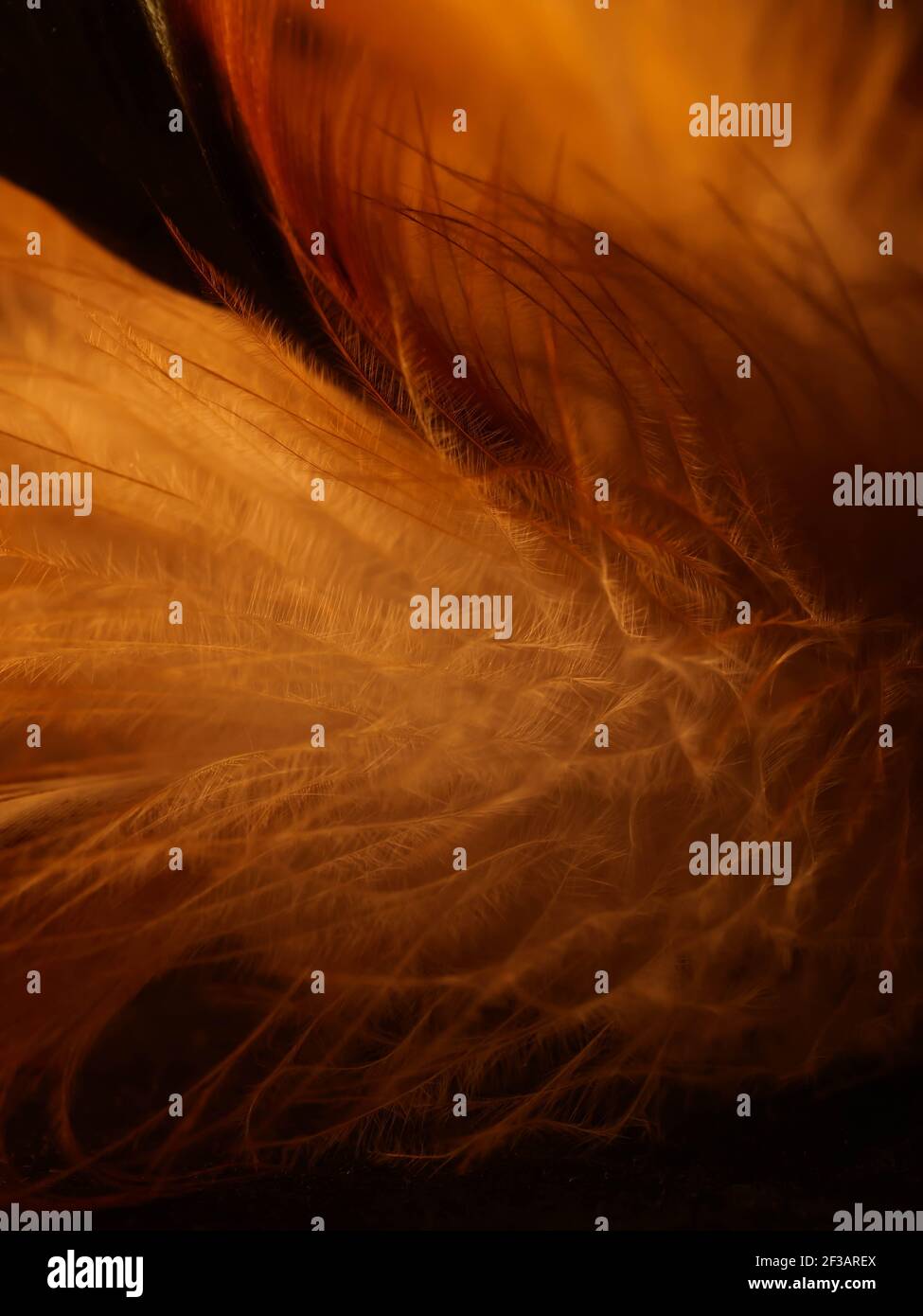 Mix of feathers. Bird and chickens feather texture for background ...
