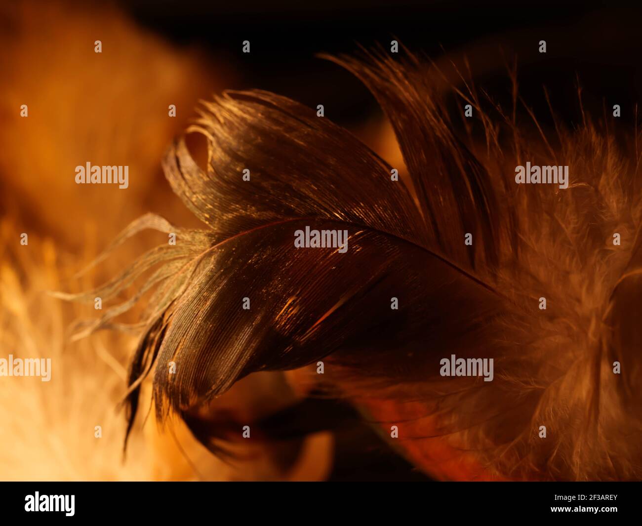 Mix of feathers. Bird and chickens feather texture for background ...