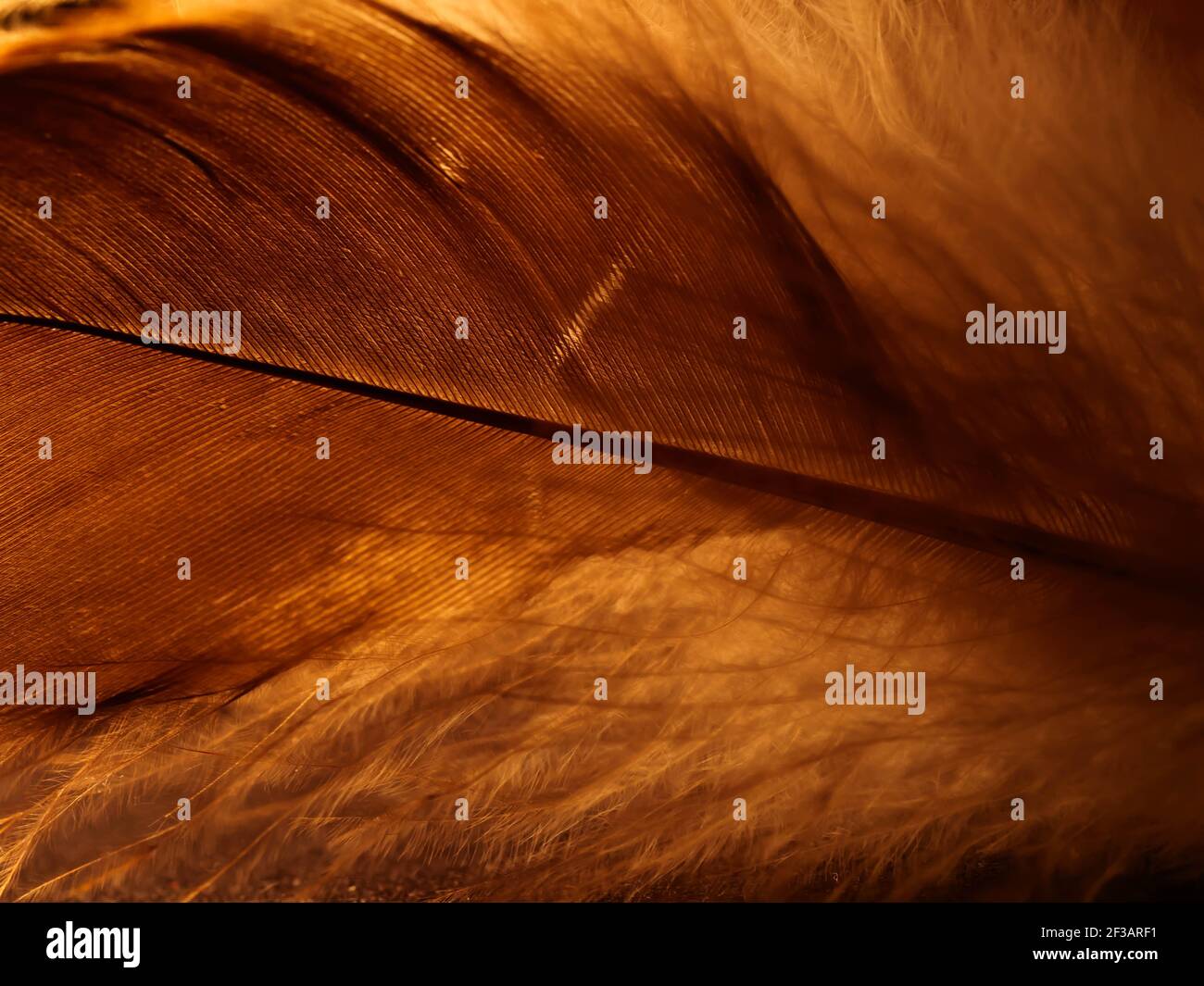 Mix of feathers. Bird and chickens feather texture for background ...