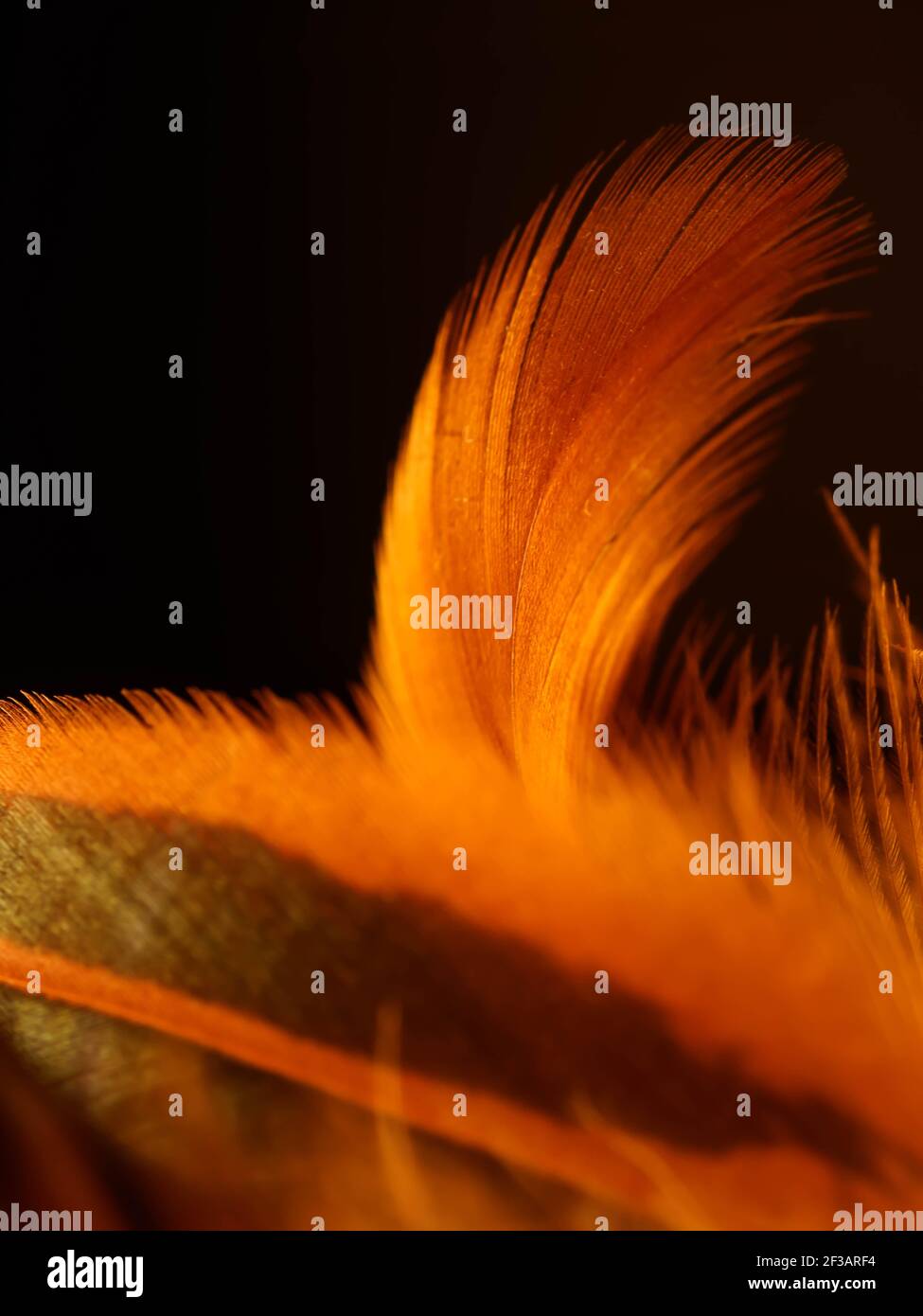 Mix of feathers. Bird and chickens feather texture for background ...