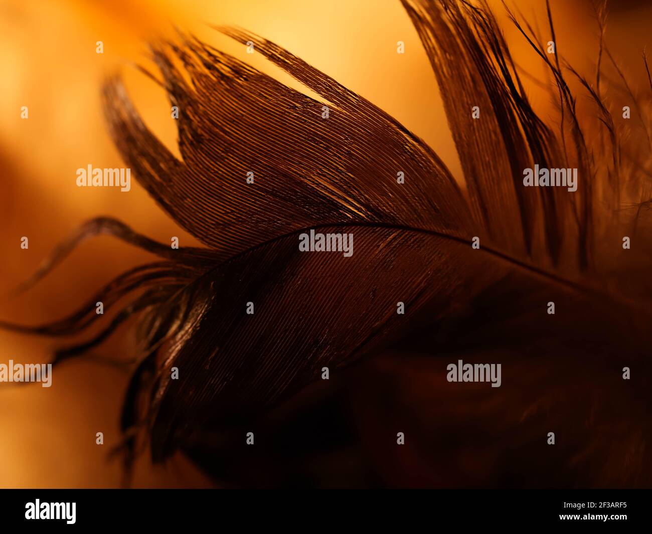 Mix of feathers. Bird and chickens feather texture for background ...