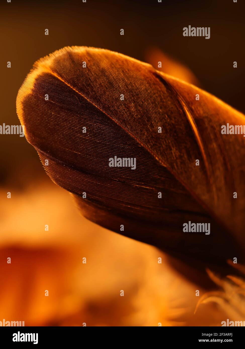 Mix of feathers. Bird and chickens feather texture for background ...