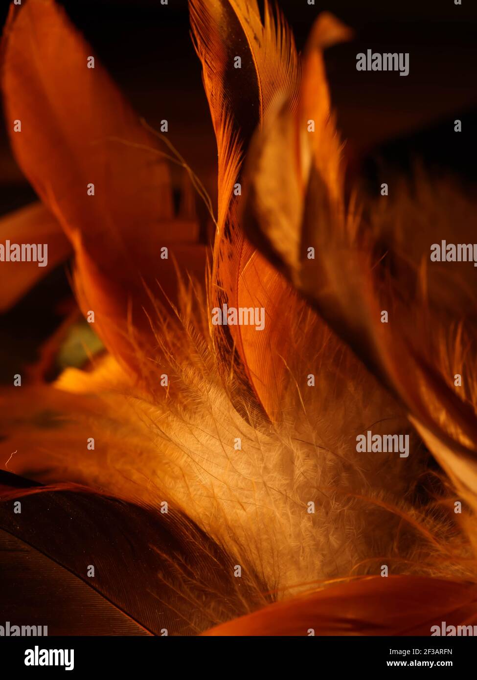 Mix of feathers. Bird and chickens feather texture for background ...
