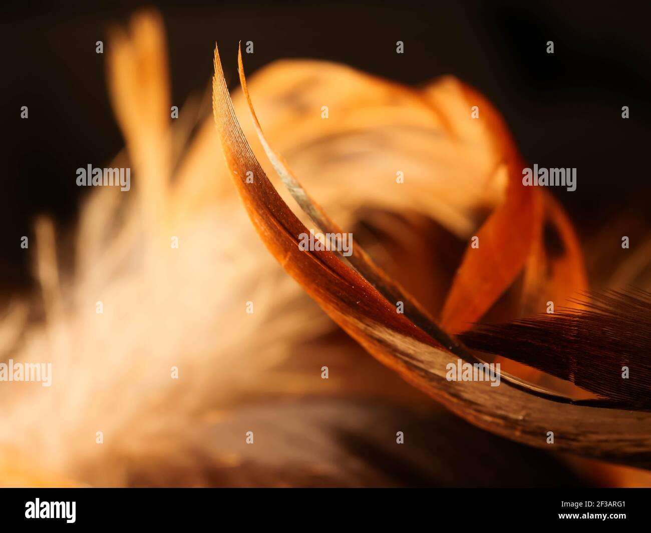 Mix of feathers. Bird and chickens feather texture for background ...