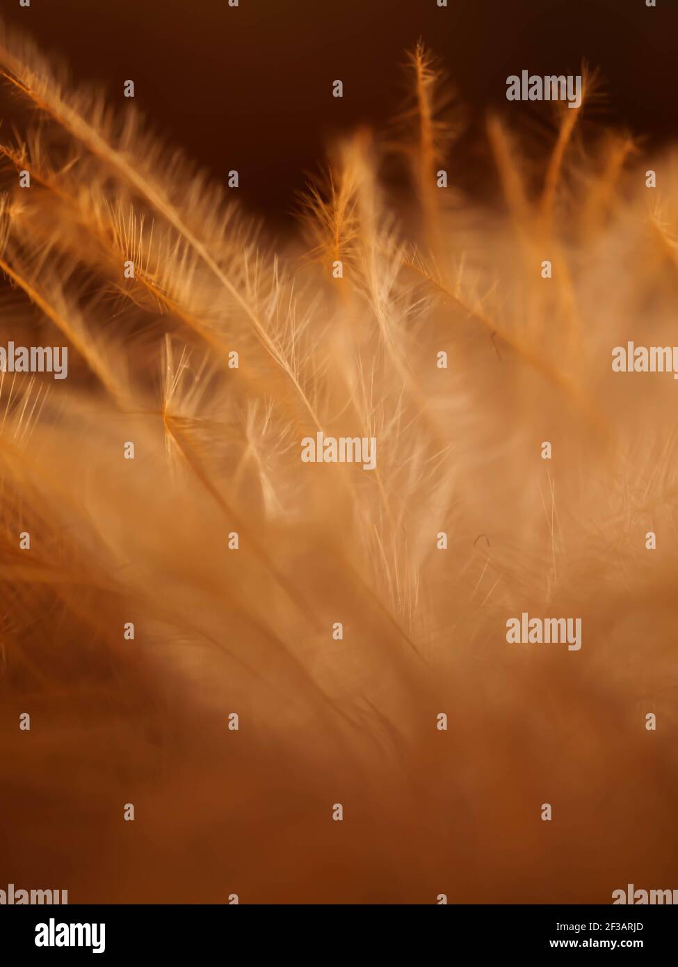 Mix of feathers. Bird and chickens feather texture for background ...