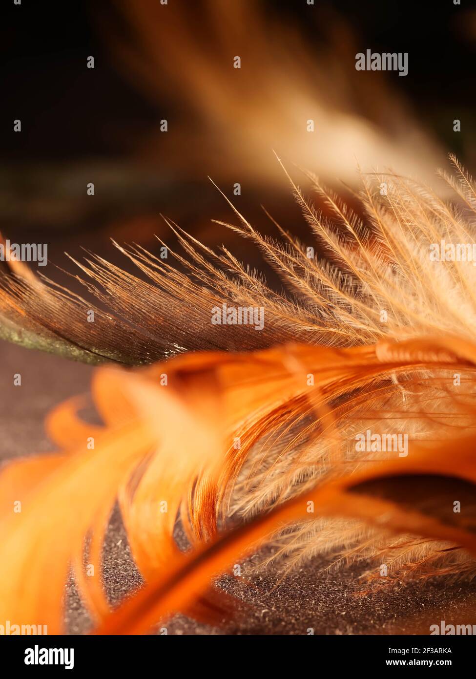 Mix of feathers. Bird and chickens feather texture for background ...