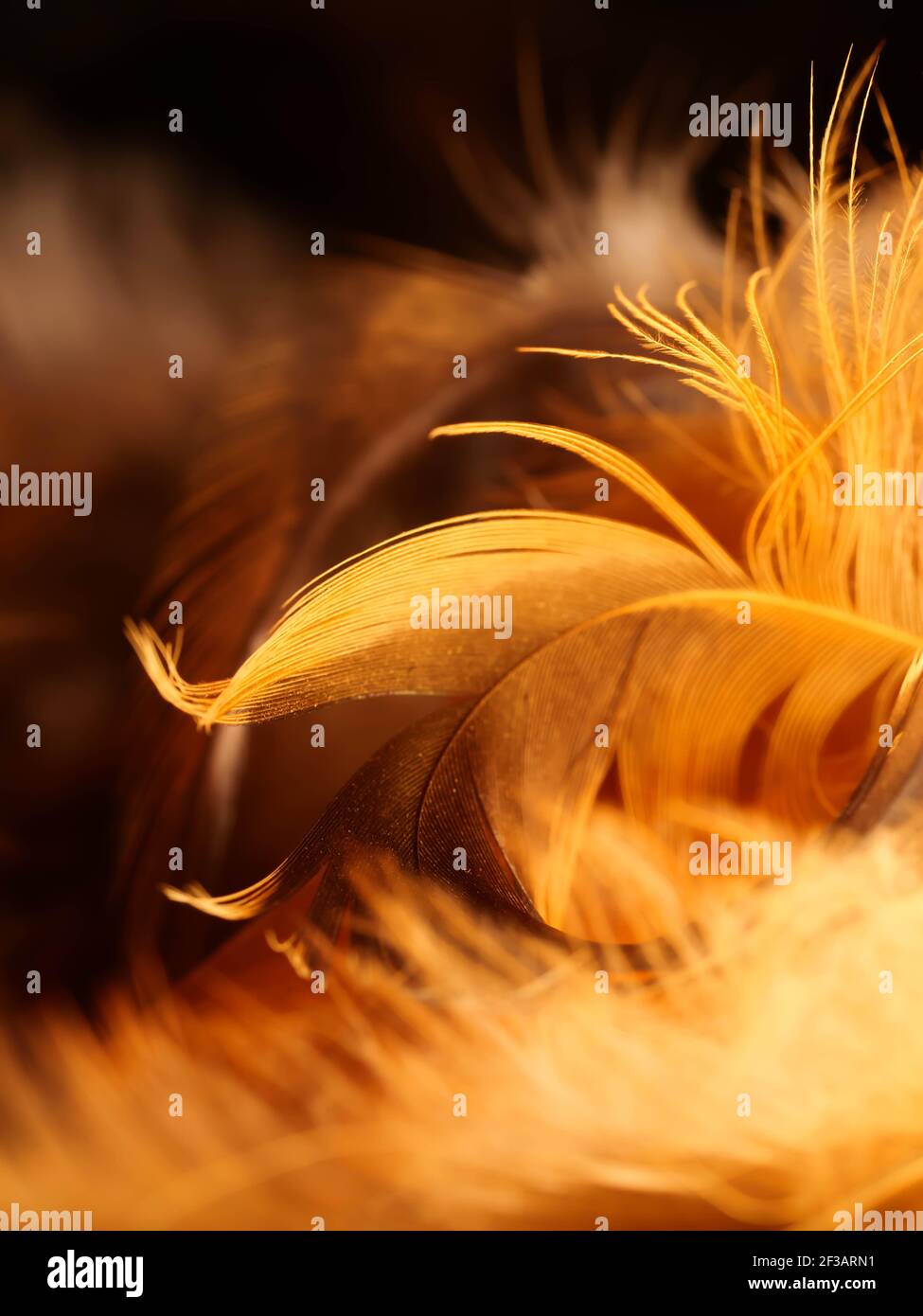 Mix of feathers. Bird and chickens feather texture for background ...