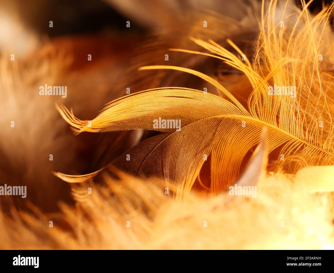 Mix of feathers. Bird and chickens feather texture for background ...