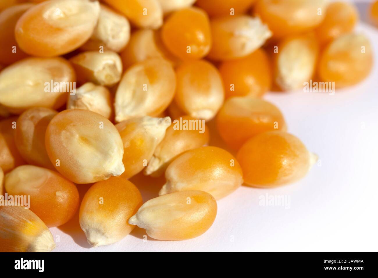 Corn kernels on a white background Stock Photo - Alamy