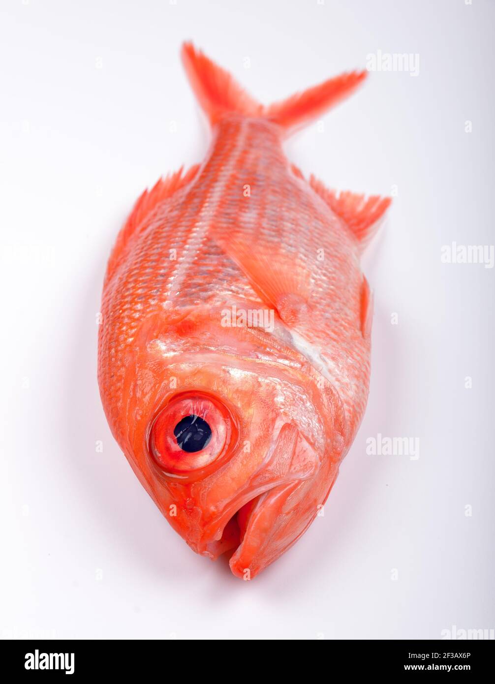 A front angle looking down an Australian red snapper fish Stock Photo ...