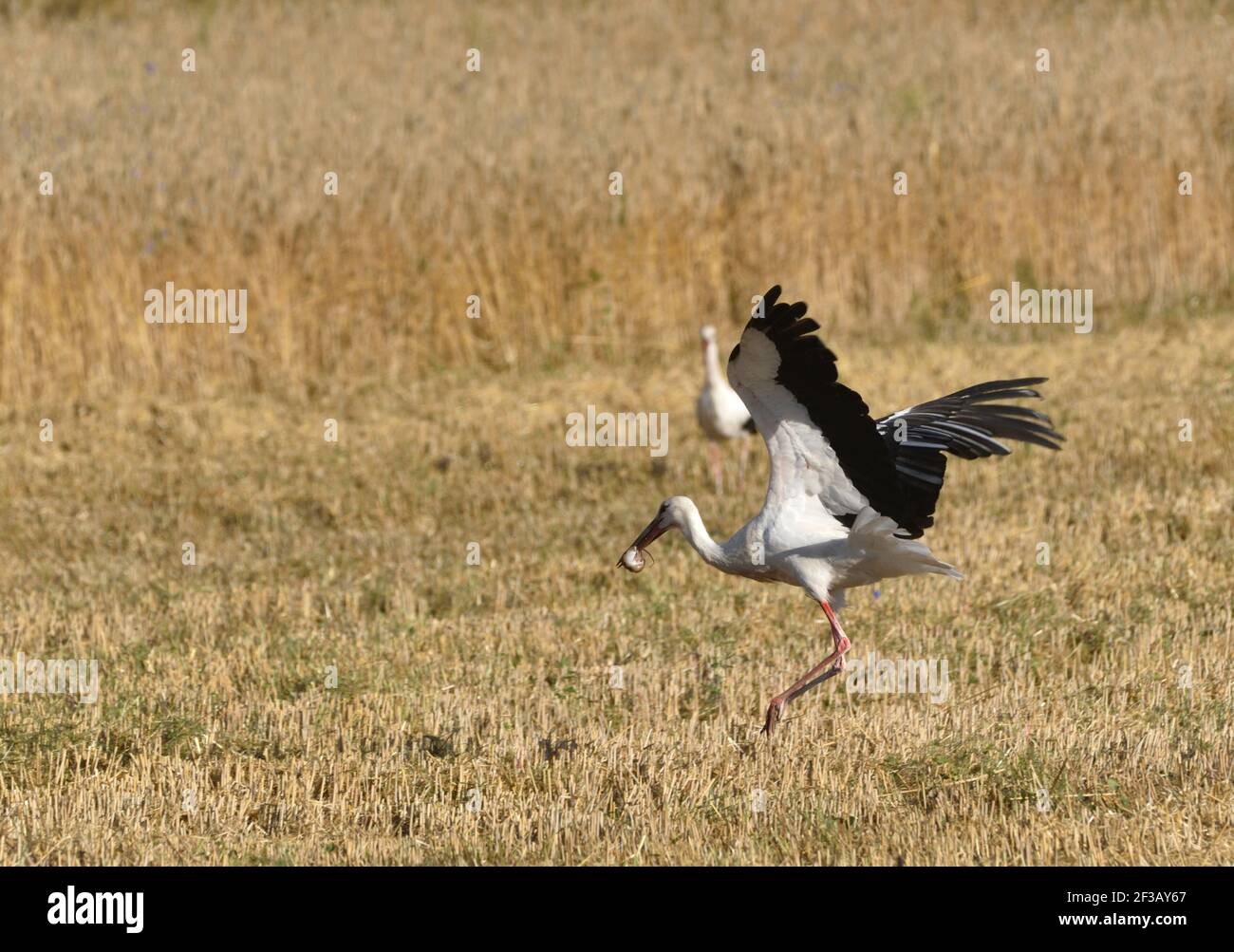 Stork with prey hi-res stock photography and images - Alamy