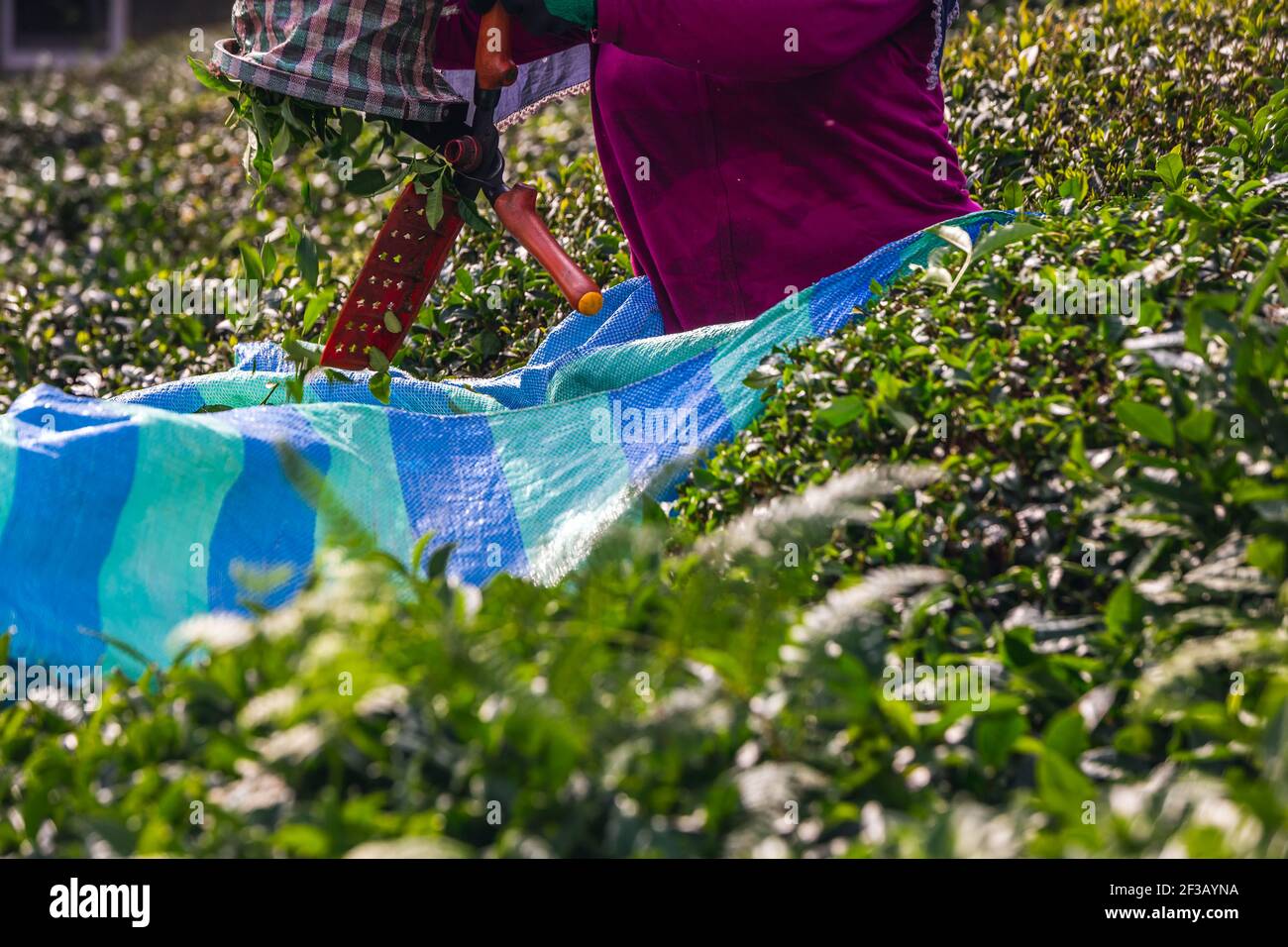 Rize tea plantations Stock Photo - Alamy