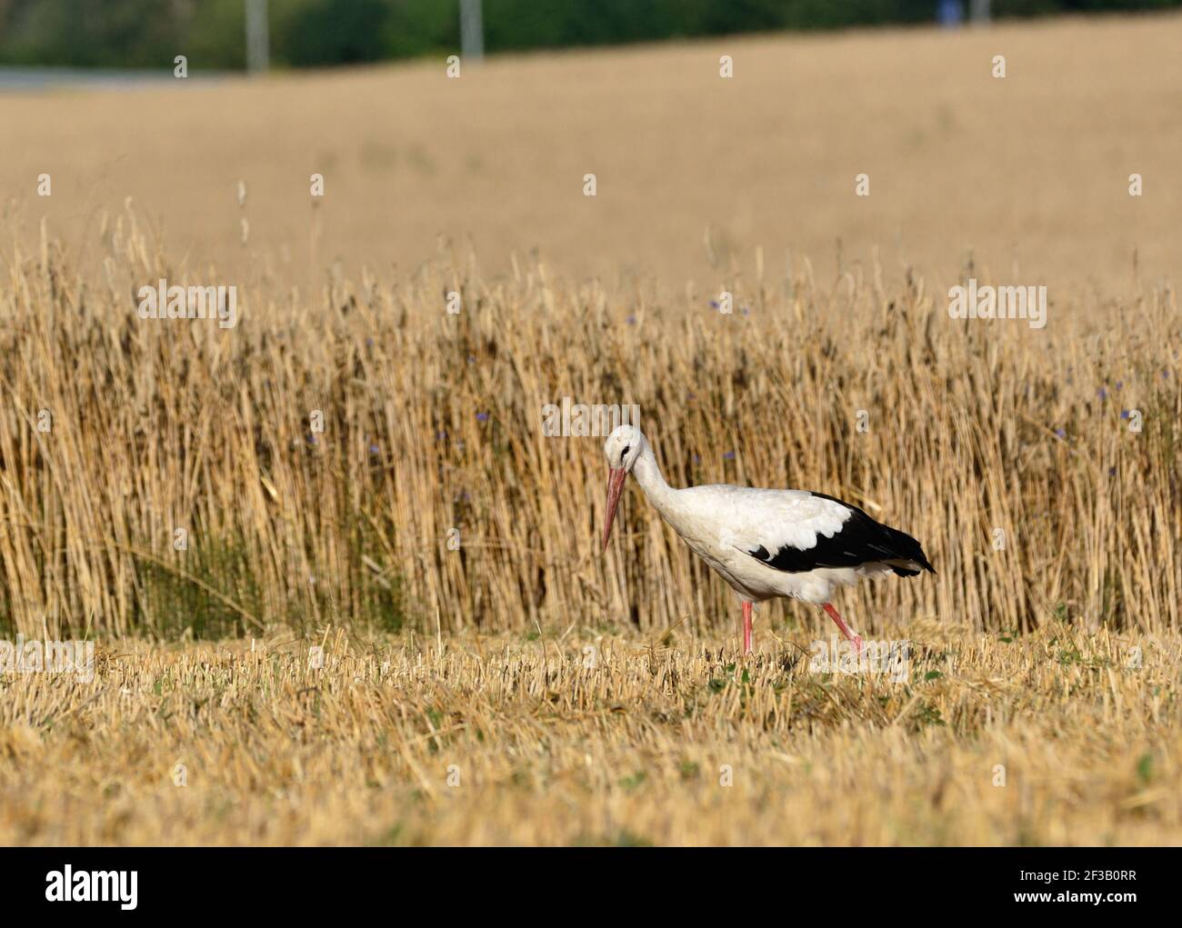 stork in the stubble field Stock Photo - Alamy