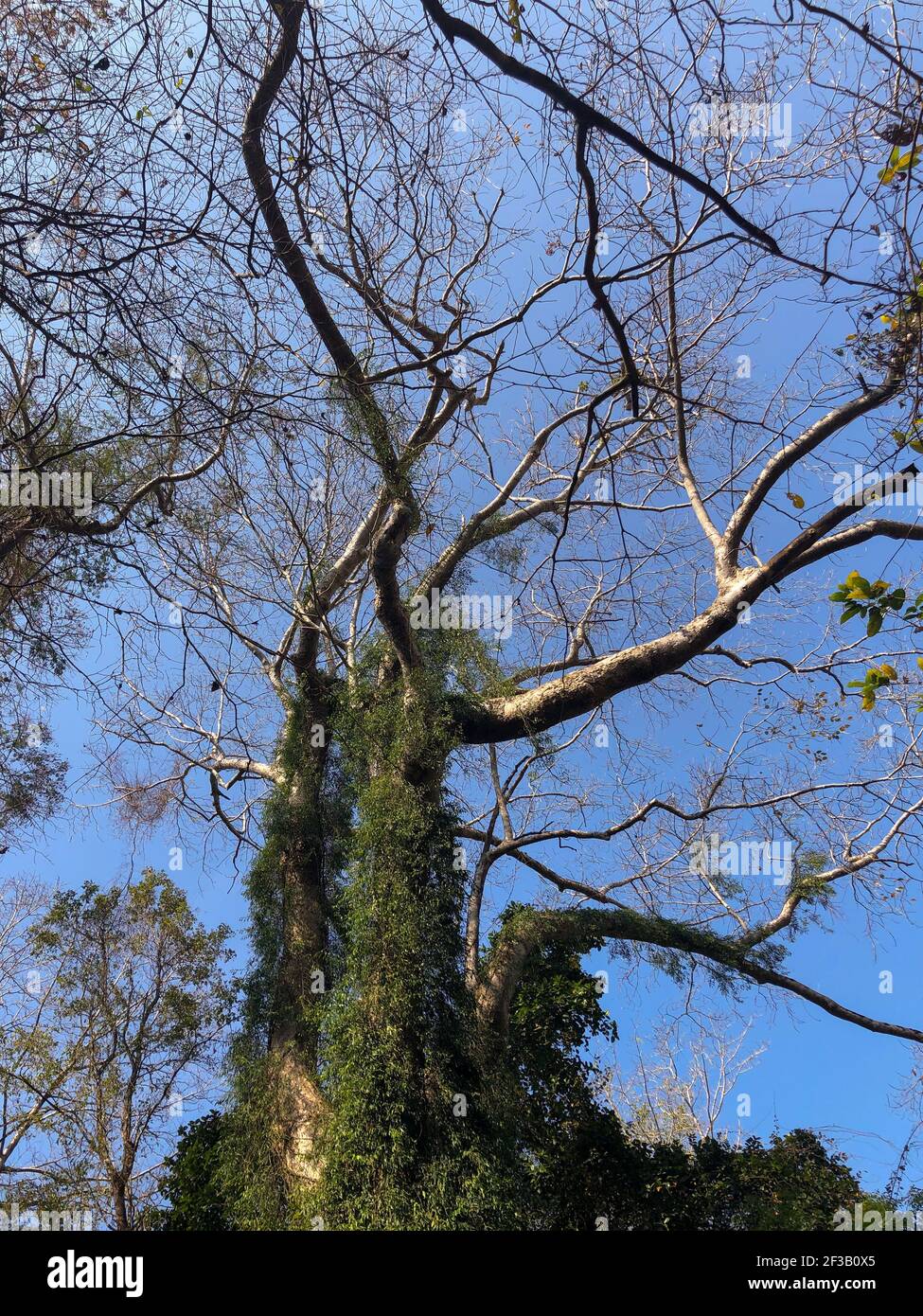 Creepers and moss growth on a tall tree in the forests of Thattekad in ...